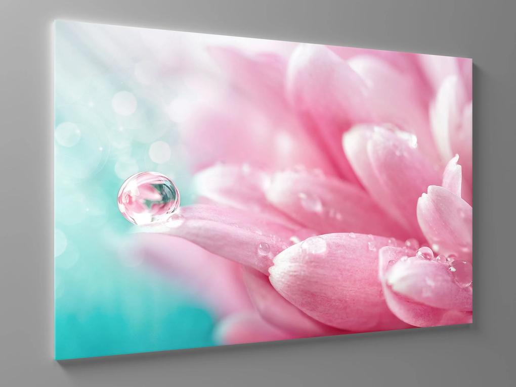 Liox Obraz růžová chrizantéma Rozměr: 60 x 40 cm