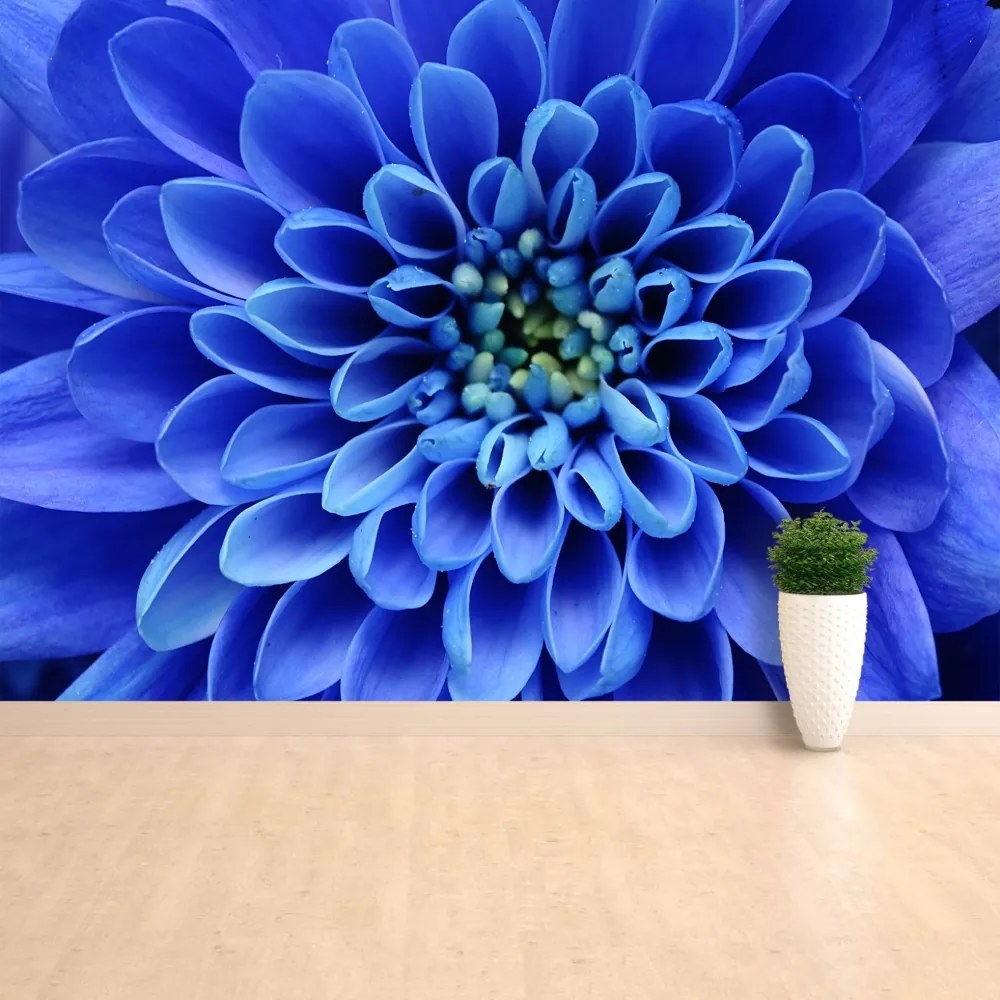 Fototapeta Modrý květ 104x70