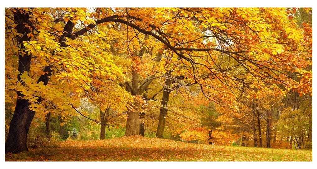 Foto obraz sklo tvrzené Podzim v parku