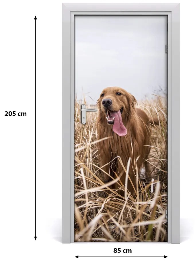 Samolepící fototapeta na dveře Golden retriever 85x205 cm