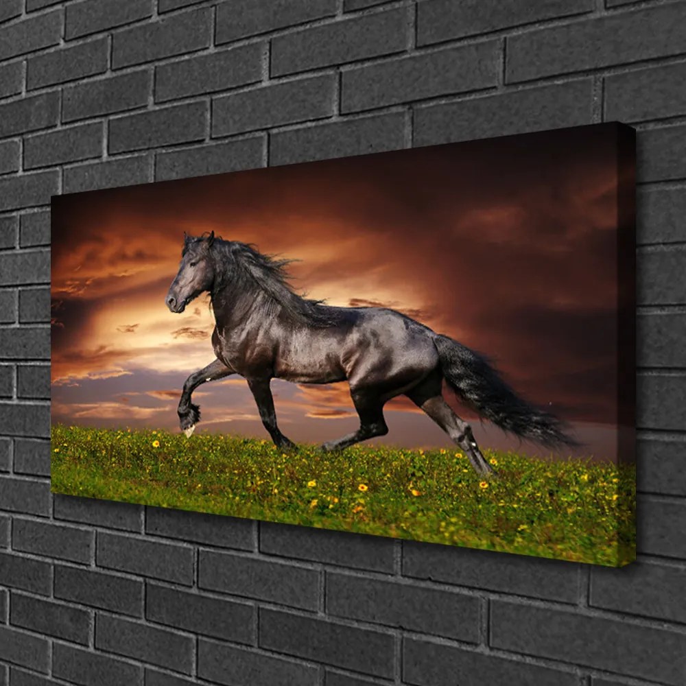 Obraz na plátně Černý Kůň Louka Zvířata 120x60 cm