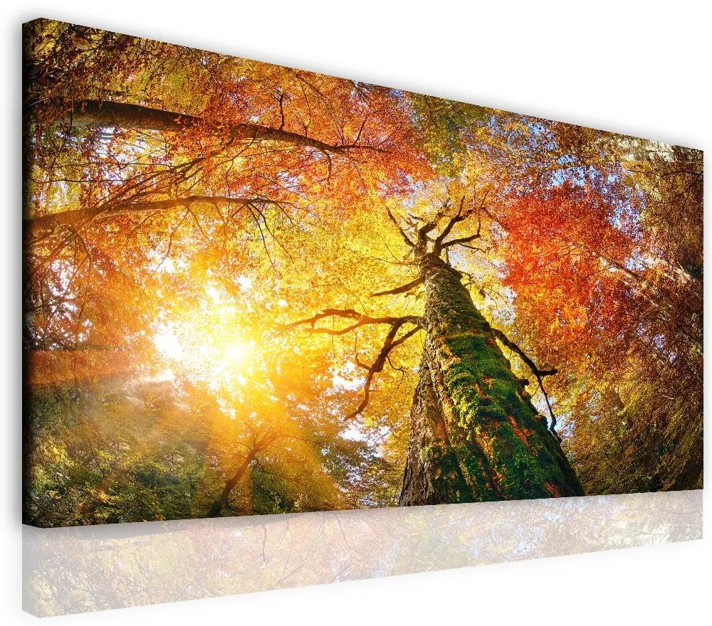 Malvis ® Obraz na plátně Lesní velikán Velikost: 90x60 cm