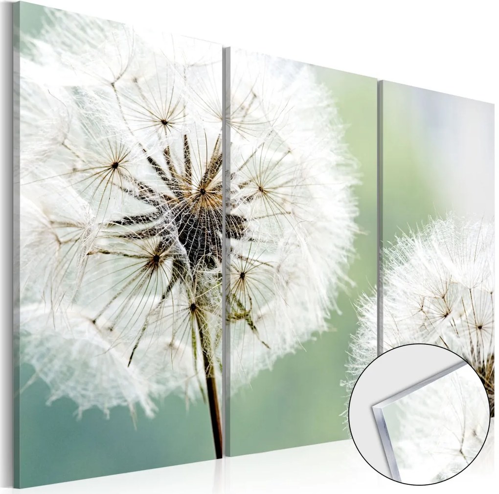 Obraz na akrylátovém skle - Fluffy Dandelions [Glass] - 120x80