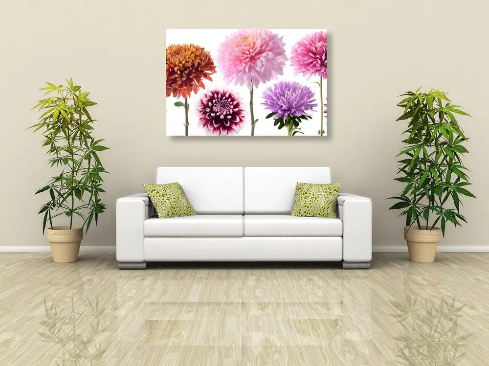 Obraz květiny jiřiny v různobarevném designu Varianta: 60x40