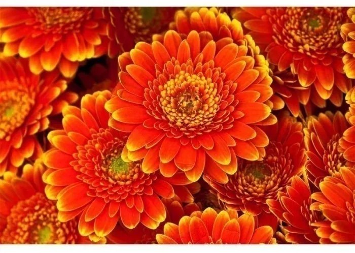 DIMEX | Samolepicí vliesová fototapeta na zeď Gerbera MA-5-0131 | 375 x 250 cm | červená, žlutá