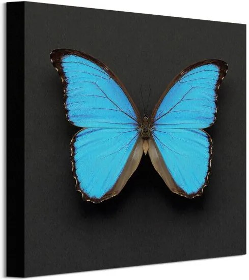 Obraz na plátně Modrý motýl Fennell Alyson 30x30cm WDC91553