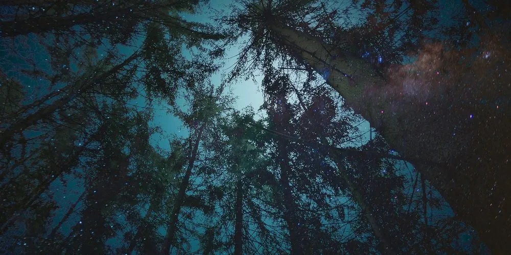 Obraz les pod noční oblohou - 100x50 cm