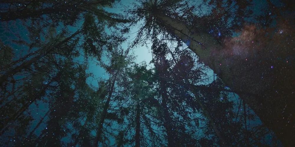 Obraz les pod noční oblohou - 120x60 cm