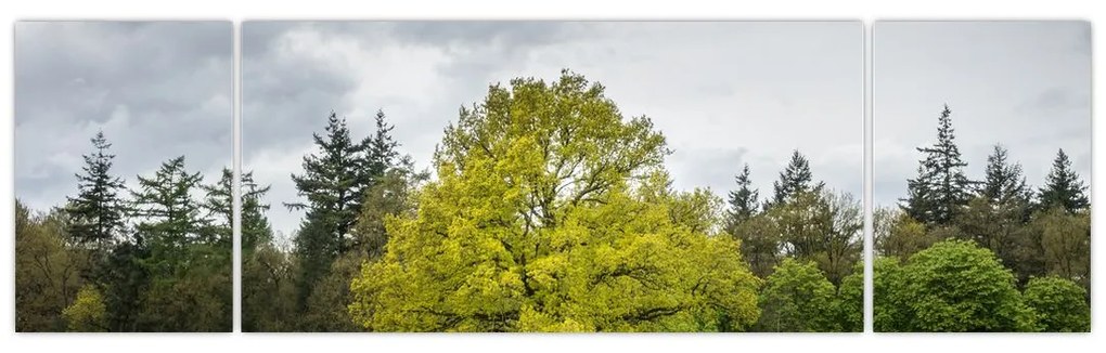 Obraz zeleného stromu uprostřed pole (170x50 cm)