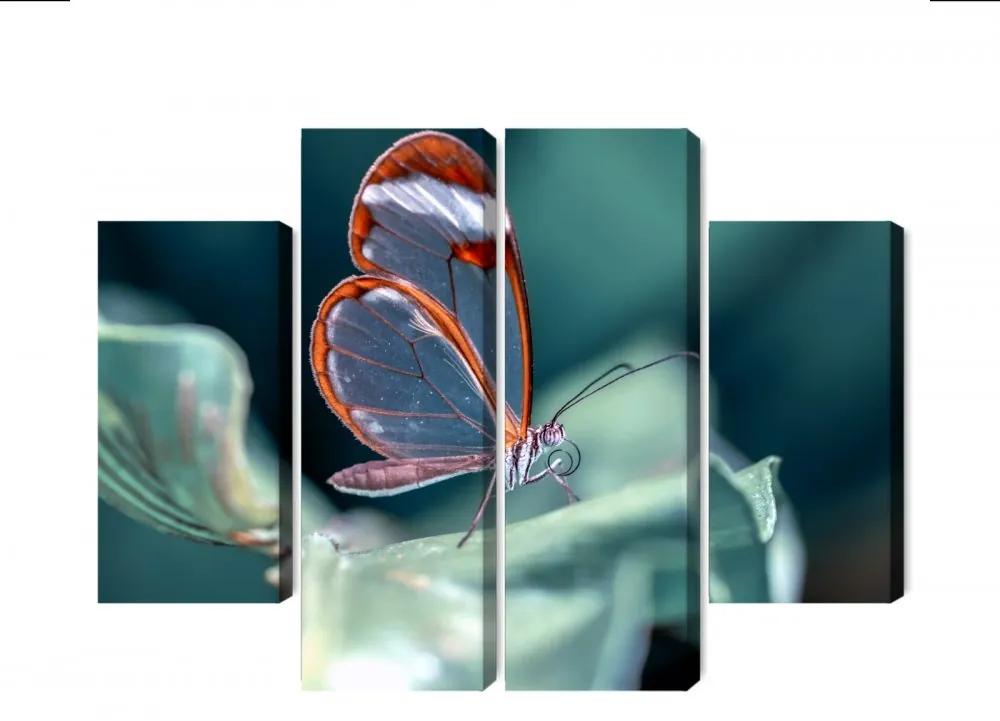 Vícedílný obraz Skleněný Motýl Zblízka Nedostatek Nedostatek Přírodní plátno 120x90