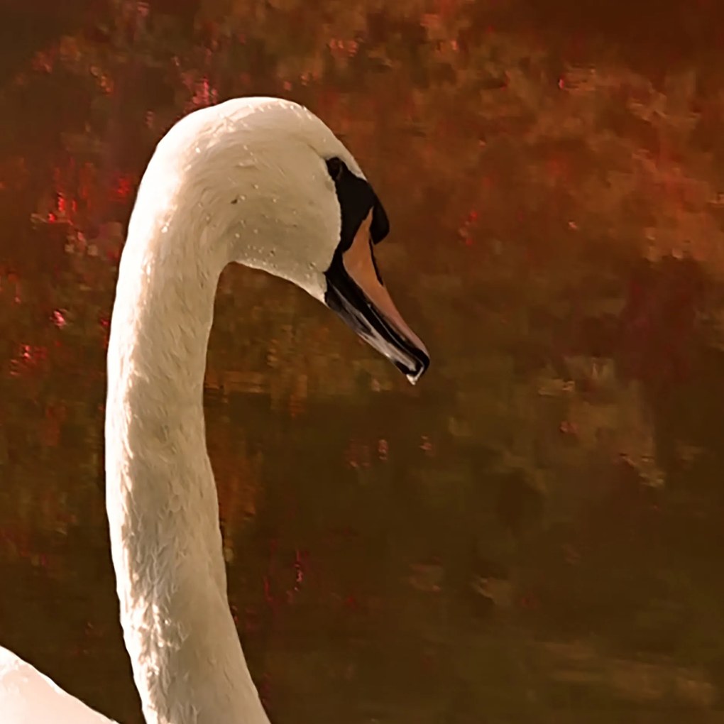 Malvis Tapeta Jezero a labuť Vel. (šířka x výška): 504 x 310 cm