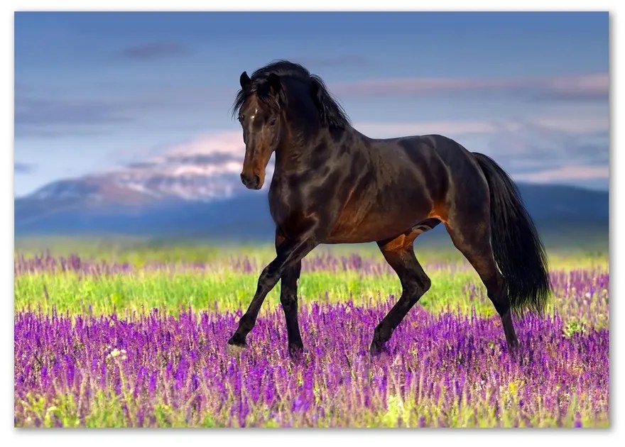 Wallmuralia Foto obraz sklo tvrzené Kůň na poli levandule 100x70 cm