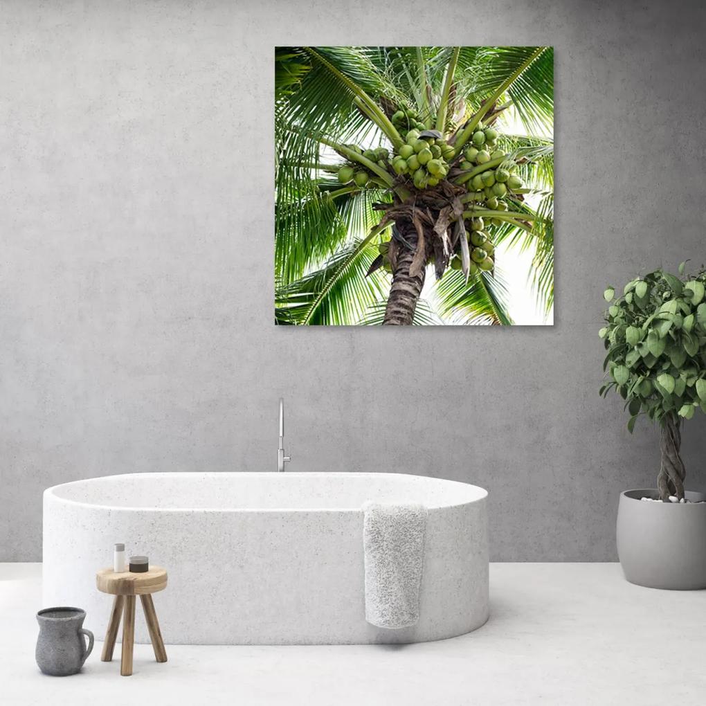 Obraz na plátně, Kokosová dlaň - 60x60 cm