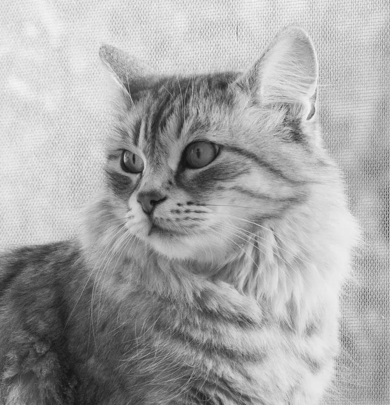 Malvis ® Obraz na plátně Kočka Velikost: 150x100 cm