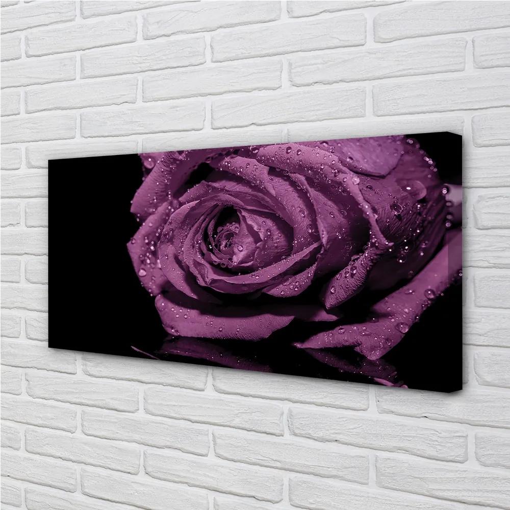Obrazy na plátně Purpurová růže 125x50 cm