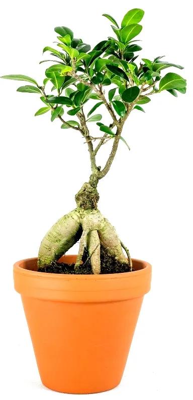 Pokojová rostlina Ficus microcarpa Ginseng, průměr 9-10,5 cm