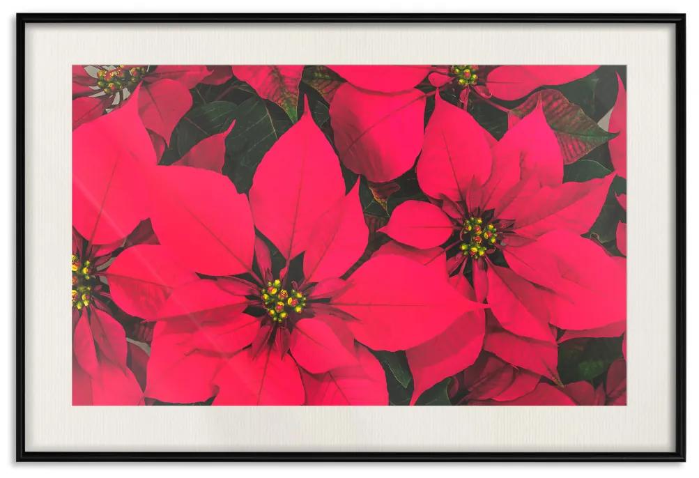 Plakát Krása Vánoc - intenzivní červené květy betlémské hvězdy