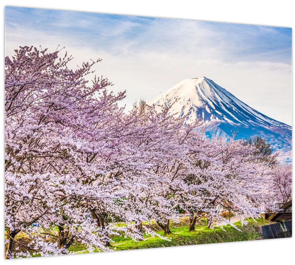 Obraz - Japonsko na jaře (70x50 cm)