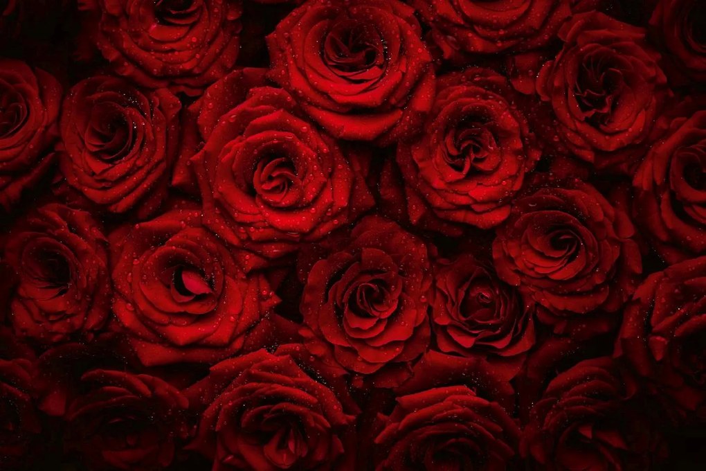 DIMEX | Samolepicí vliesová fototapeta na zeď Krásné červené růže MA-5-1397 | 375 x 250 cm | červená, černá