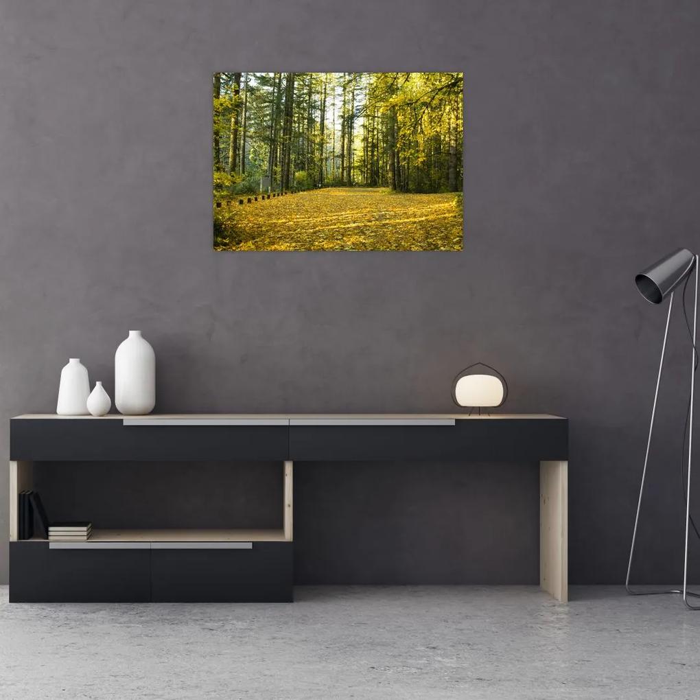 Skleněný obraz - les na podzim (70x50 cm)