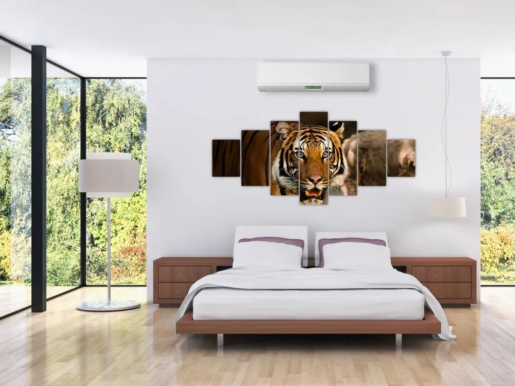 Obraz tygra (210x100 cm)
