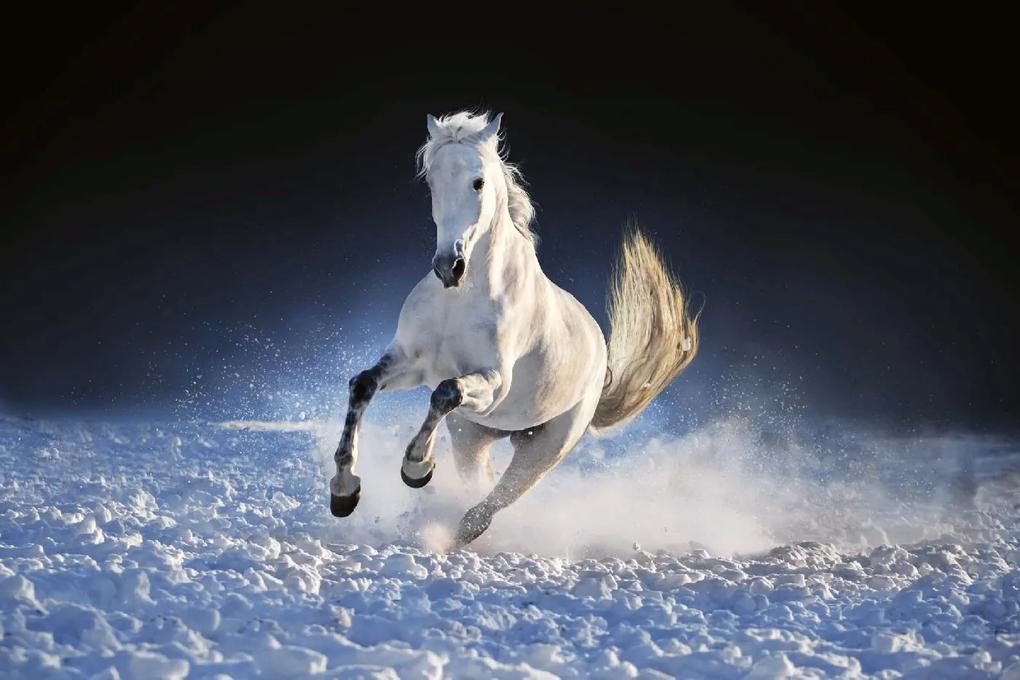 DIMEX | Samolepicí vliesová fototapeta na zeď Kůň běžící sněhem MA-5-0420 | 375 x 250 cm | modrá, bílá, šedá