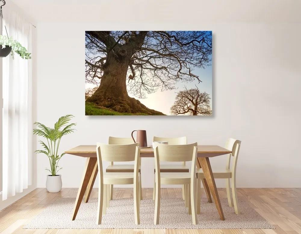 Obraz symbióza stromů - 90x60 cm