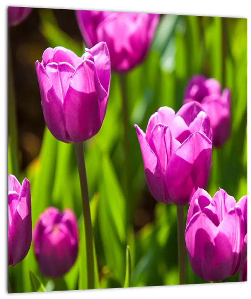 Obraz tulipánů na louce (30x30 cm)