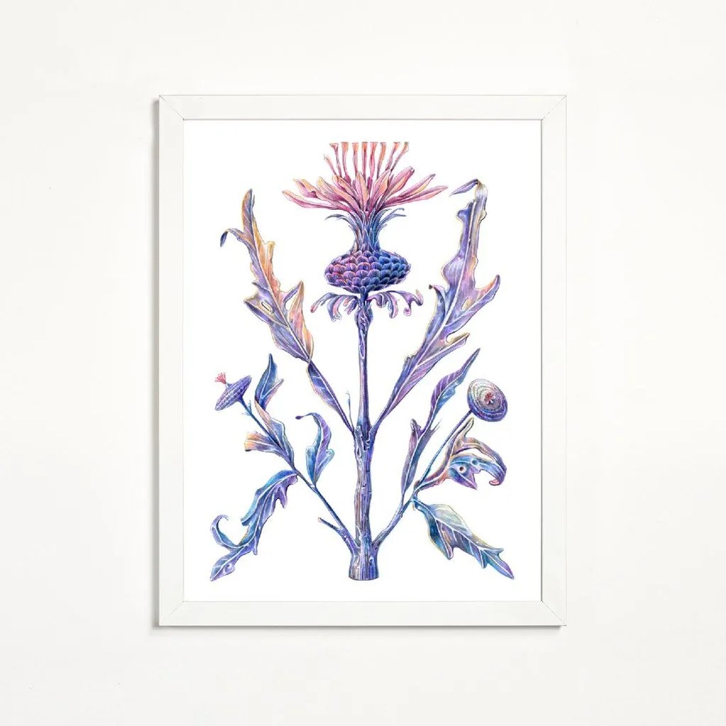 Filip Šenkeřík | Centaurea Rám: Černý, Velikost: 60 x 40 cm