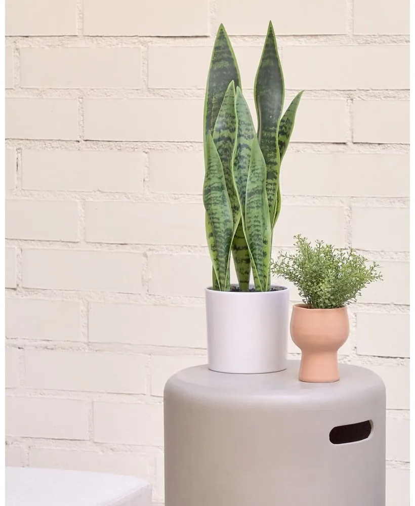 Umělá rostlina (výška 55 cm) Sansevieria – Kave Home