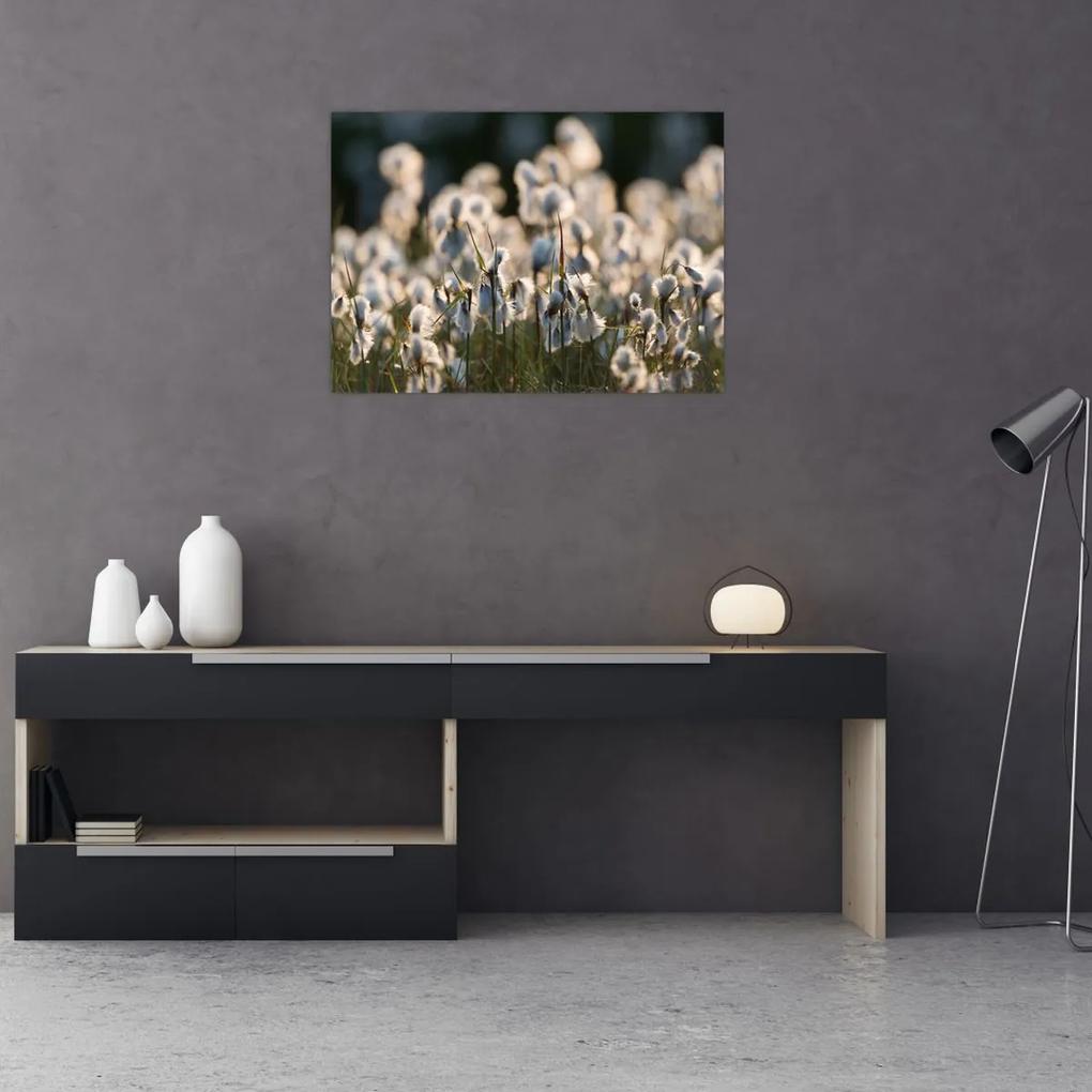 Obraz - Bílý suchopýr (70x50 cm)