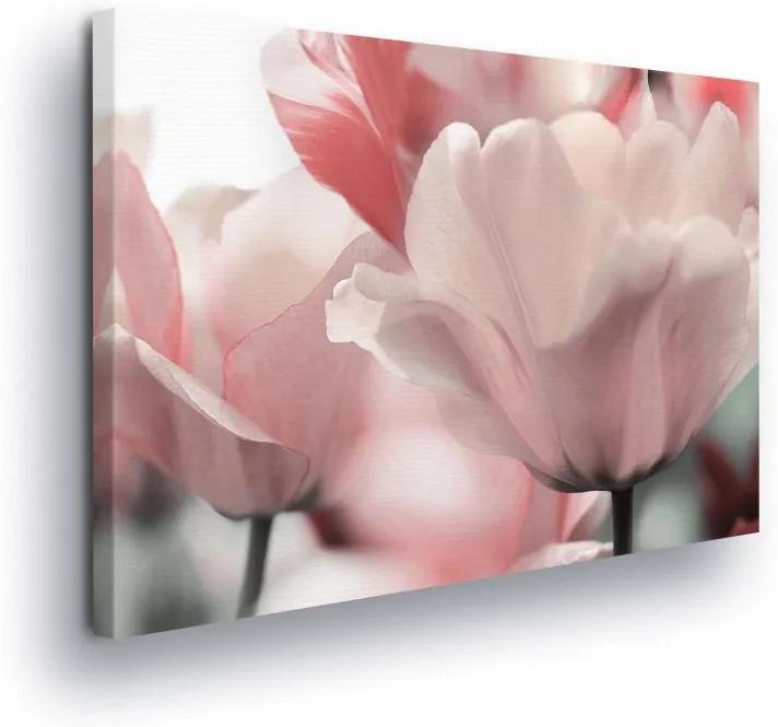 GLIX Obraz na plátně - Světle Růžové Květy Tulipánů 100x75 cm