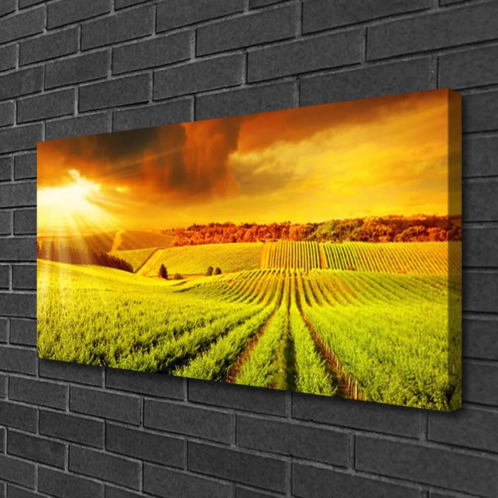 Obraz na plátně Pole Západ Slunce Krajina 120x60 cm