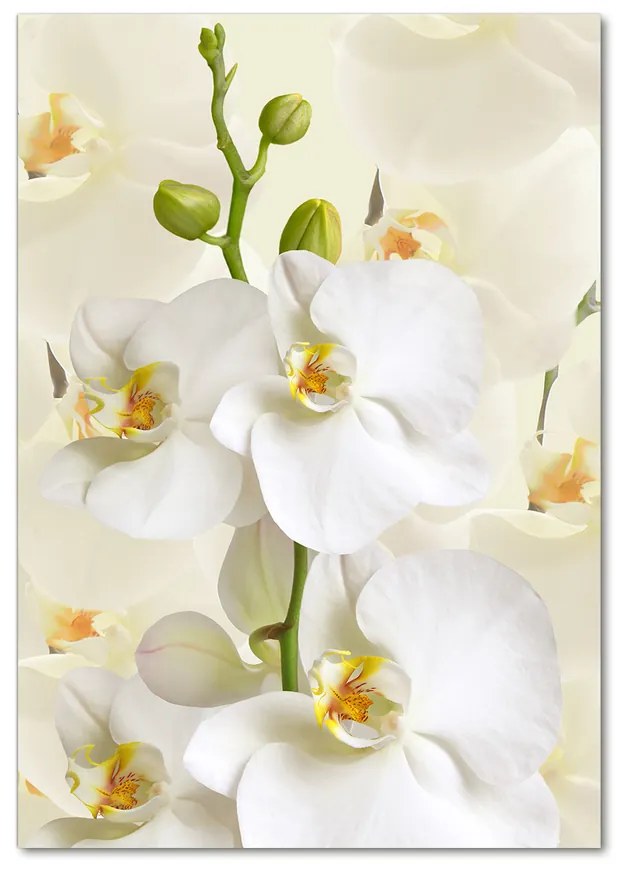 Wallmuralia Foto obraz fotografie na skle Bílá orchidej 70x100 cm
