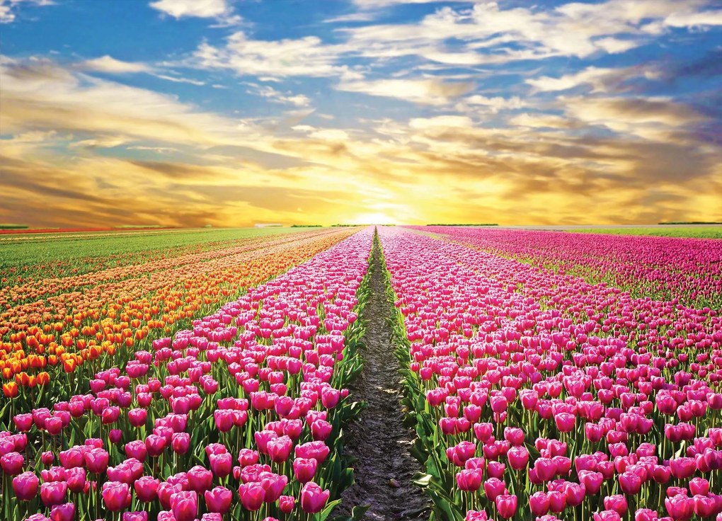 Malvis ® Tapeta Pole tulipánů Vel. (šířka x výška): 288 x 200 cm