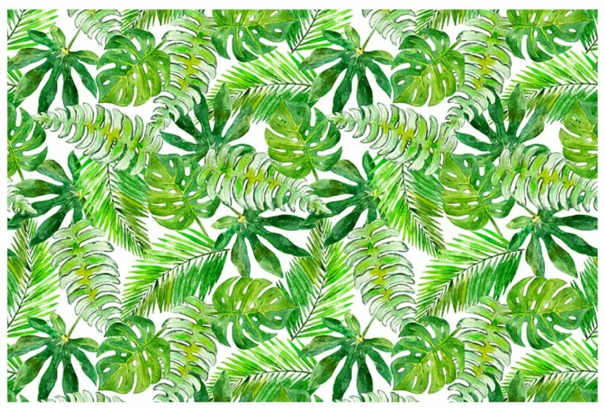 Fototapeta Monstera Palma 104x70