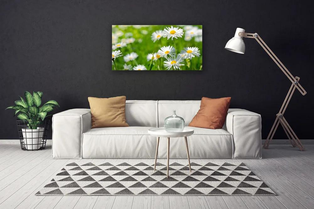 Obraz na plátně Sedmikráska Květ Rostlina 100x50 cm