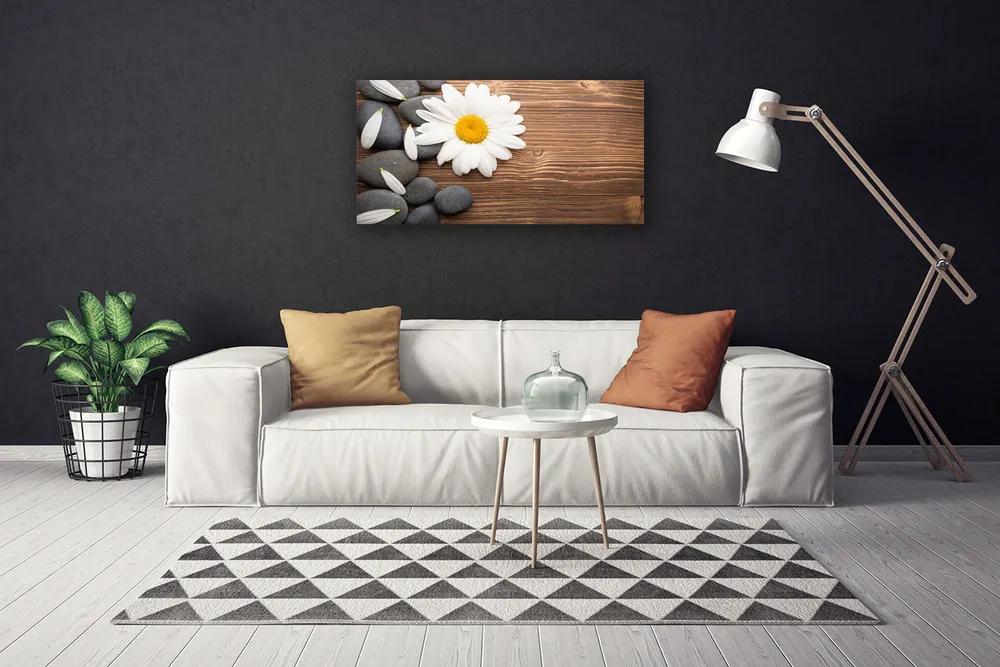 Obraz na plátně Sedmikráska Kameny Rostlina 125x50 cm
