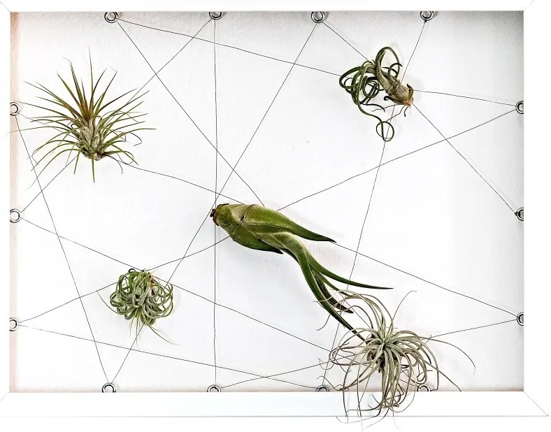 Gardners Obraz z živých rostlin Jogín 5 tillandsií, 30x40cm, bílá