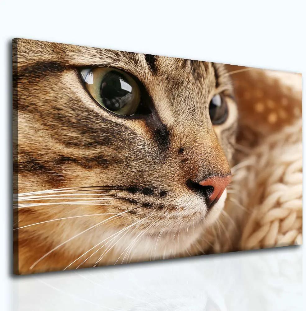 InSmile Obraz kočka bengálská 150x100 cm | BIANO