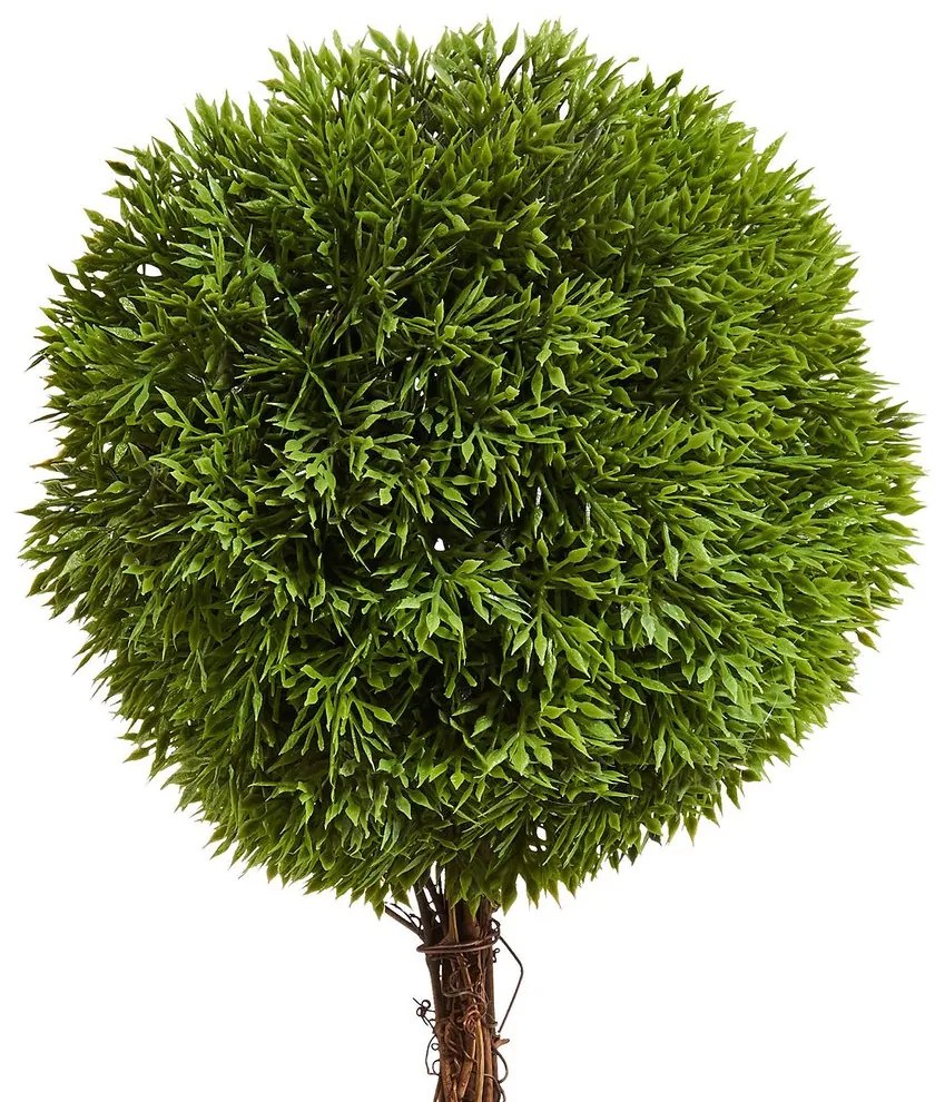 FLORISTA Zimostráz v květináči 35 cm