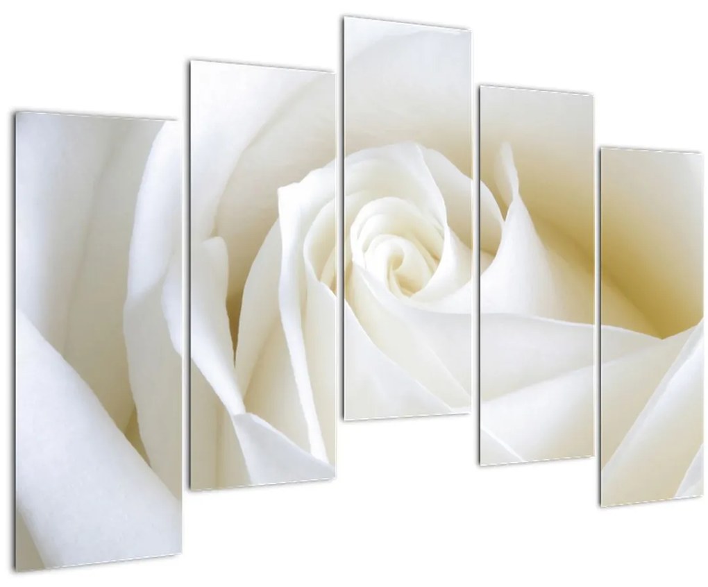 Obraz bílé růže (125x90 cm), 40 dalších rozměrů