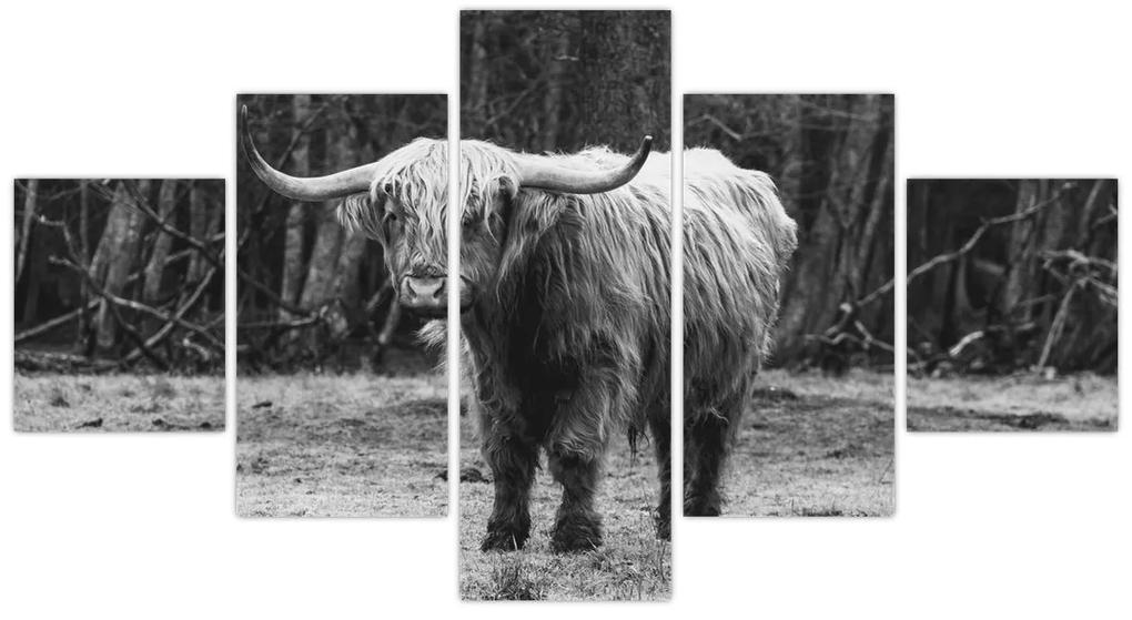 Obraz - Skotská kráva 3,černobílá (125x70 cm)
