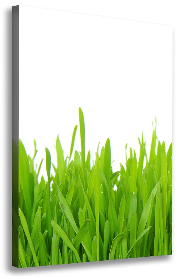 Wallmuralia Foto obraz na plátně Zelená tráva 70x100 cm