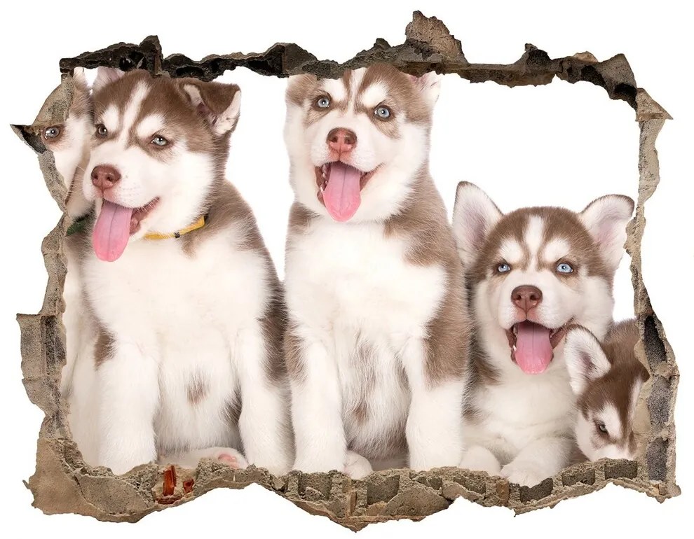 Wallmuralia Díra 3D fototapeta nálepka Štěně Husky 95x64 cm