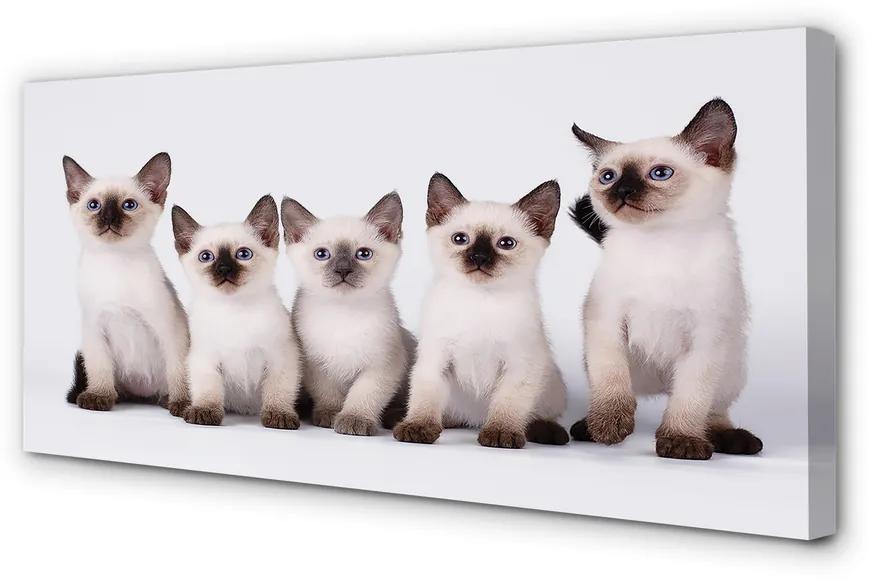 Obrazy na plátně malé kočky 120x60 cm