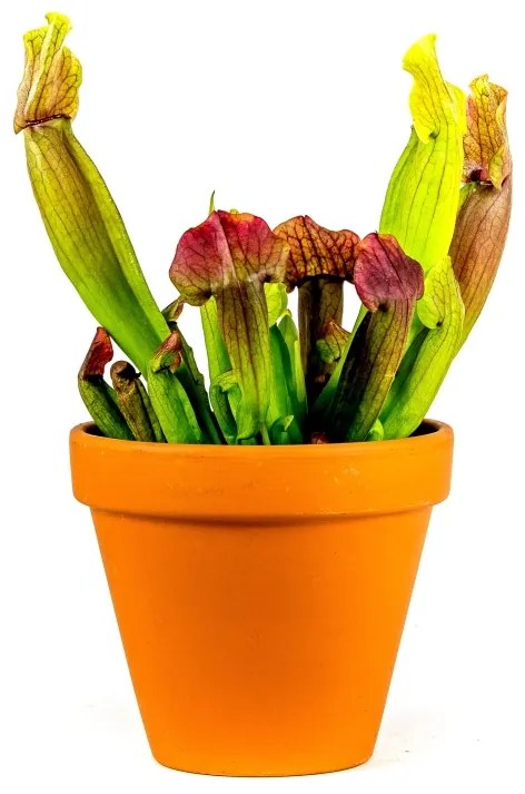 Sarracenia mix, průměr 9 cm