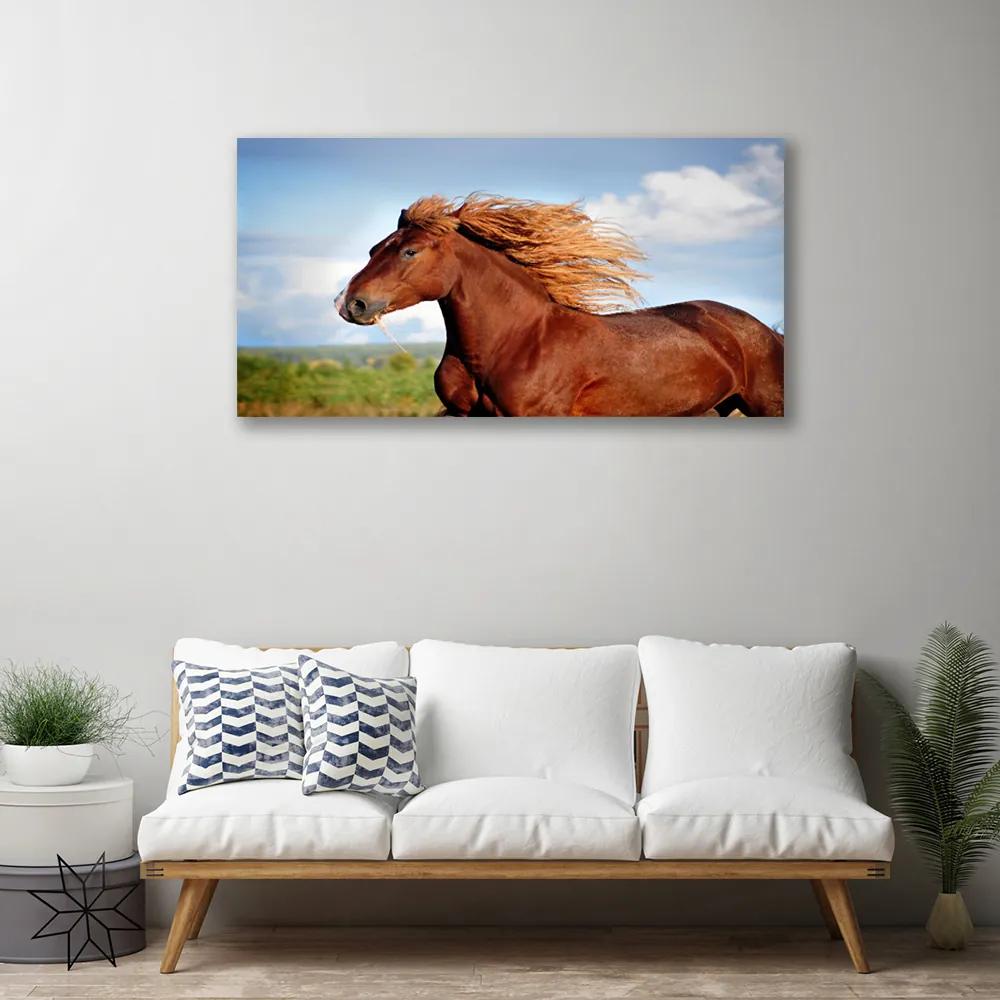 Obraz na plátně Kůň Zvířata 140x70 cm