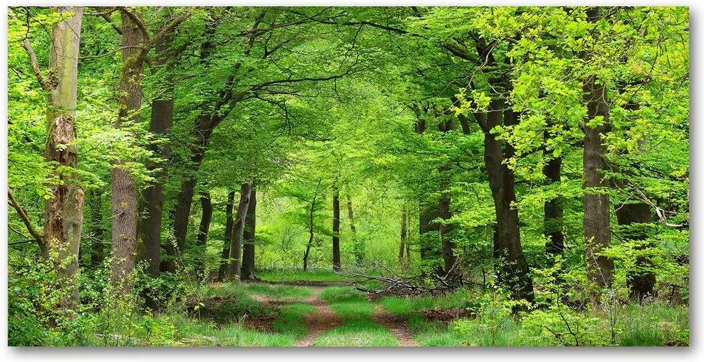 Foto obraz skleněný horizontální Jarní les