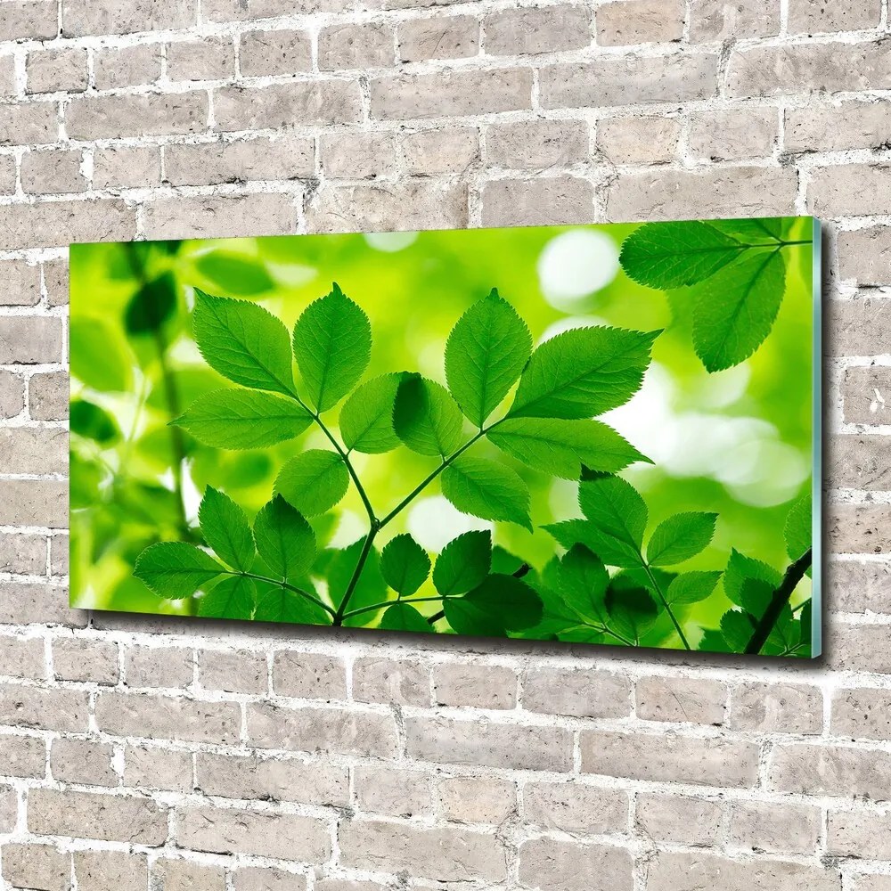 Wallmuralia Foto obraz sklo tvrzené Zelené listí 140x70 cm